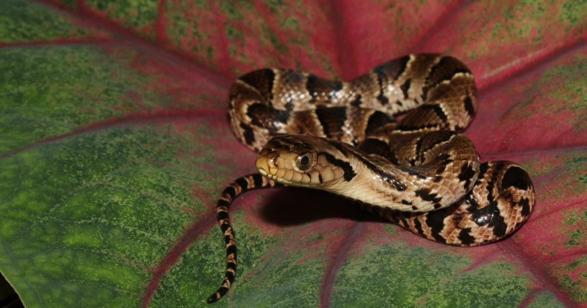 Surucucú-do-pantanal #110601 - Biofaces - Bring Nature Closer