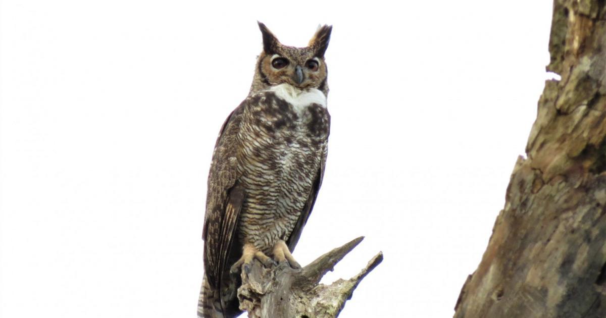 Jacurutu #110781 - Biofaces - Bring Nature Closer