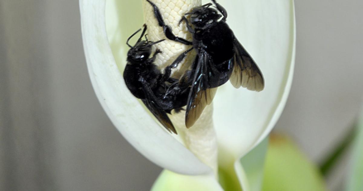 mamangava-preta #111292 - Biofaces - Bring Nature Closer