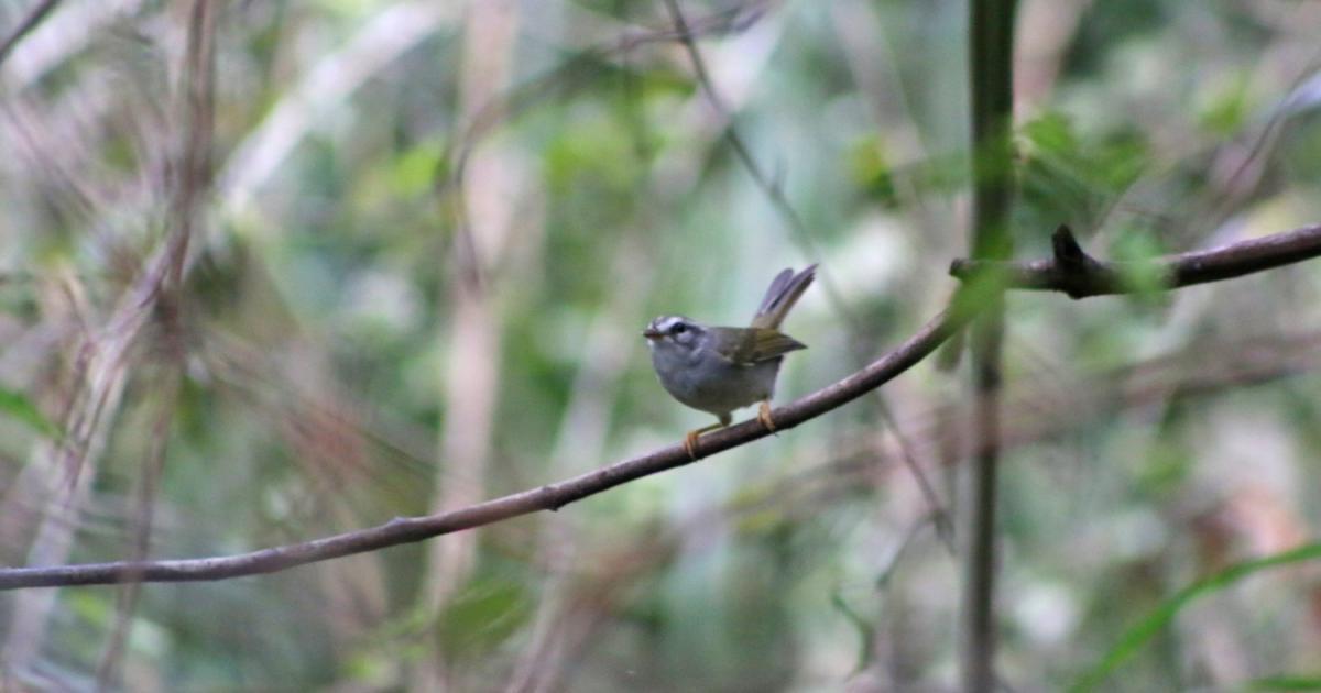 Pula-pula #111662 - Biofaces - Bring Nature Closer