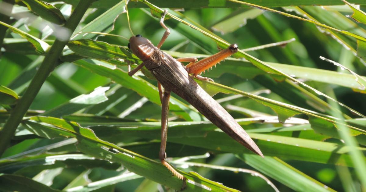 Grilo-gigante #111682 - Biofaces - Bring Nature Closer