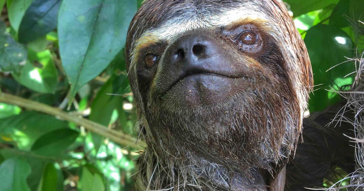 Three-toed #111831 - Biofaces - Bring Nature Closer