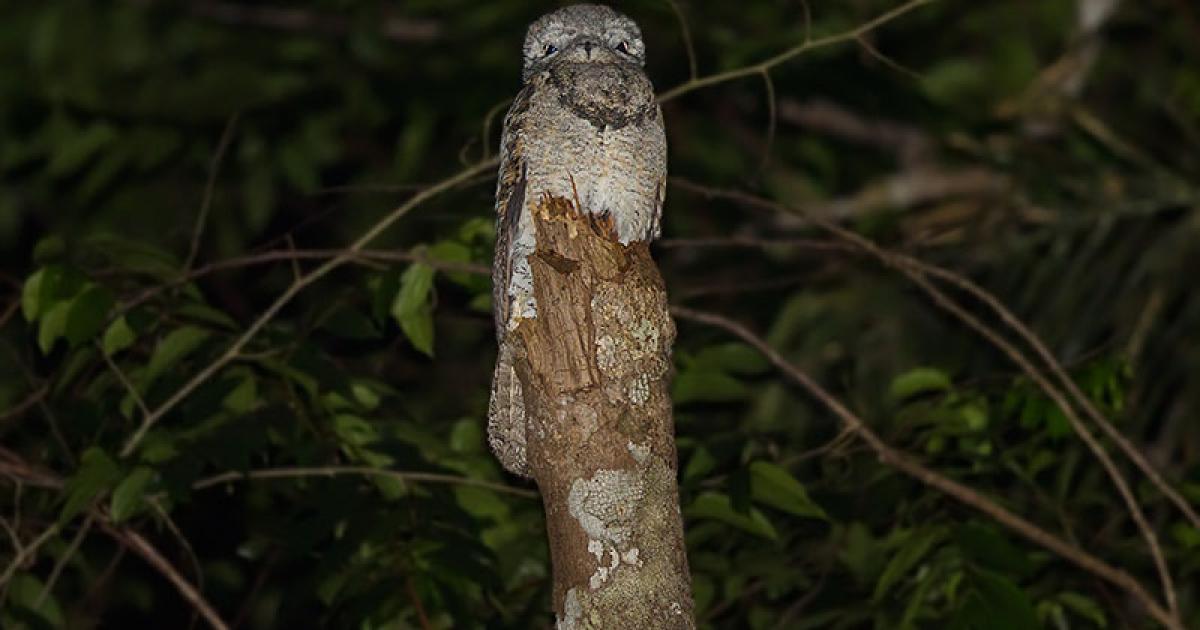 Mãe-da-lua-gigante #111851 - Biofaces - Bring Nature Closer