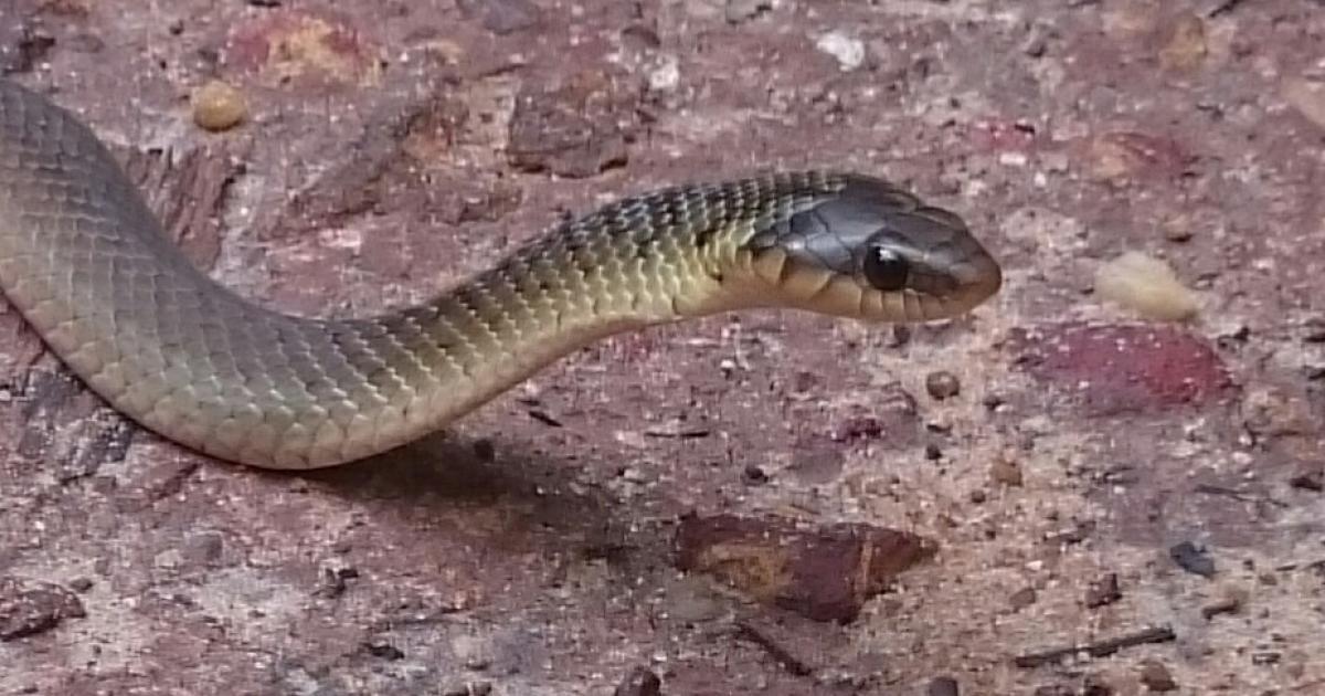 Serpente #111948 - Biofaces - Bring Nature Closer