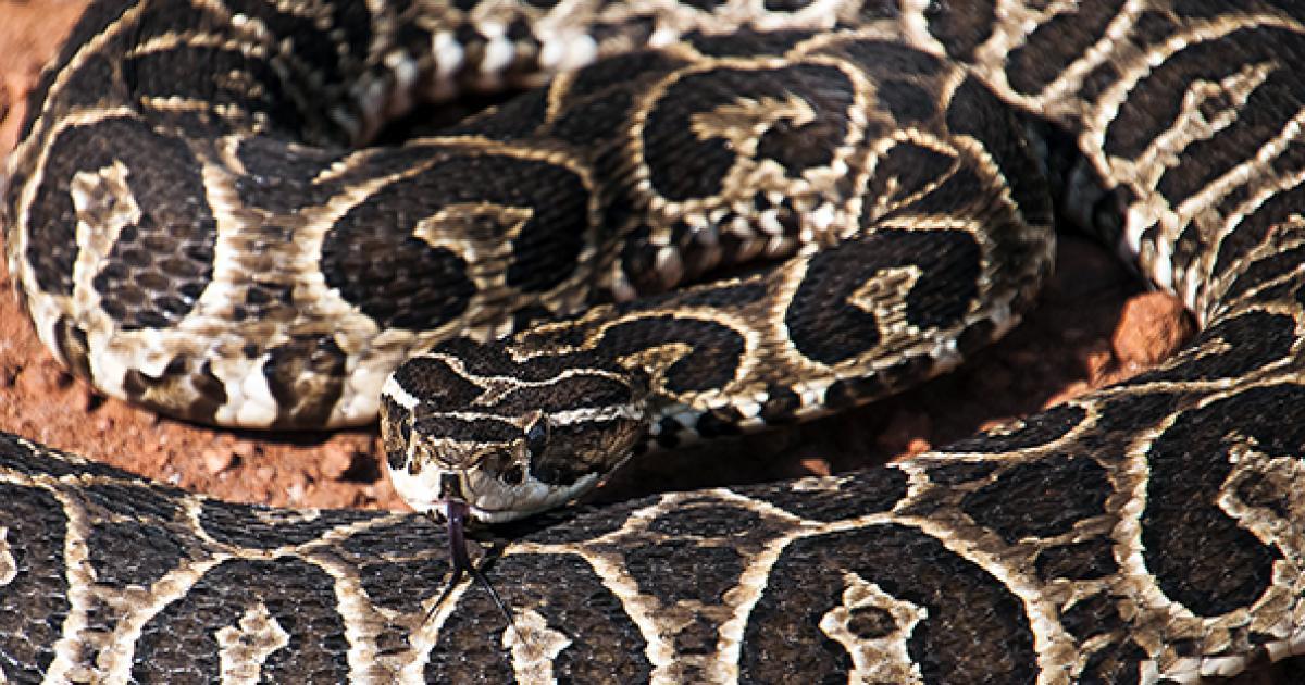 urutu-cruzeiro #112298 - Biofaces - Bring Nature Closer