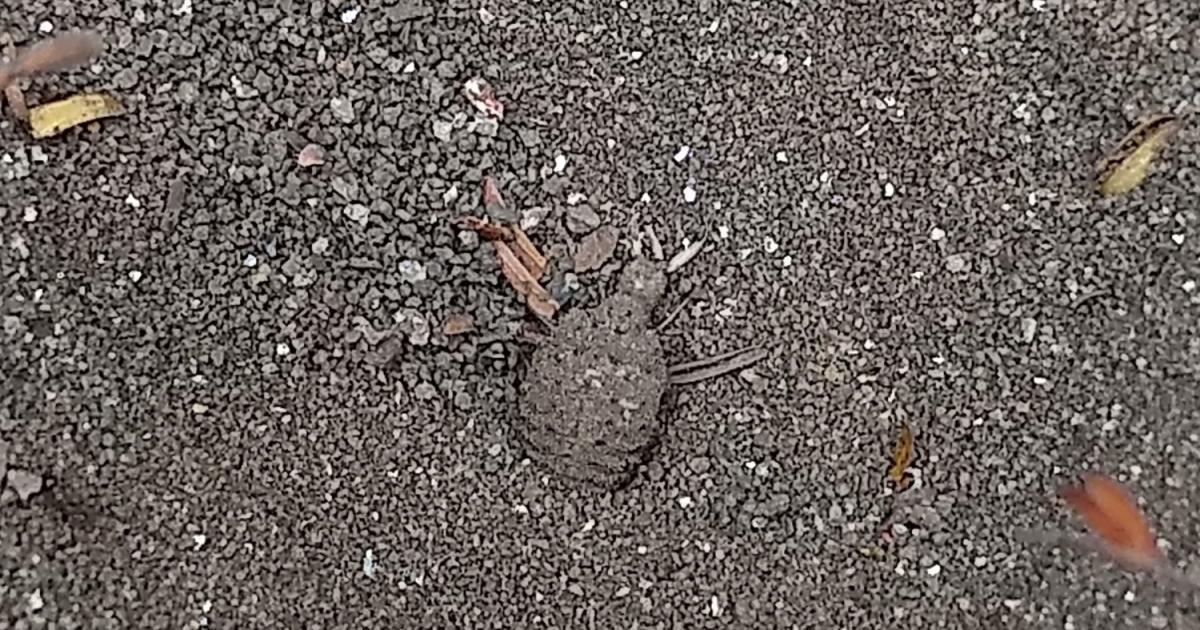 Formiga-leão #112306 - Biofaces - Bring Nature Closer