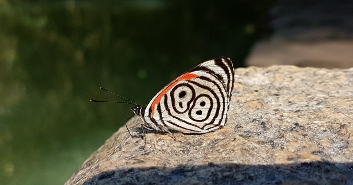 Diaethria #112413 - Biofaces - Bring Nature Closer