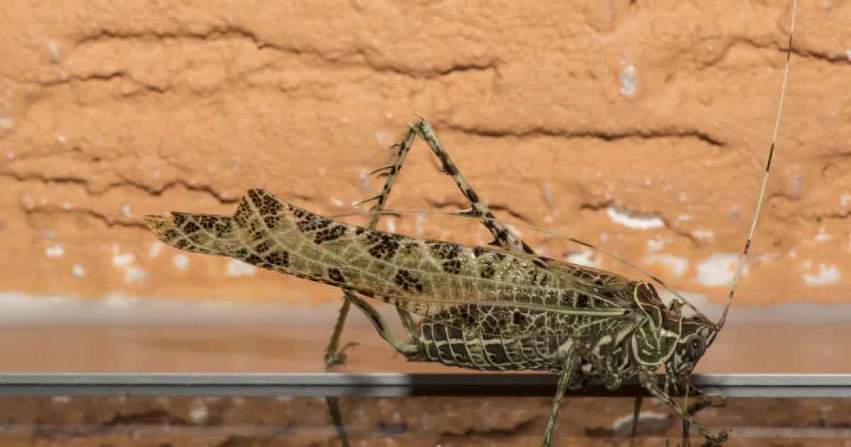 Machima #112414 - Biofaces - Bring Nature Closer