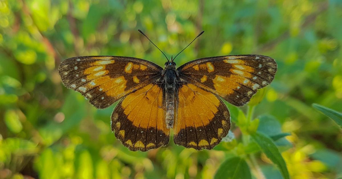 Chlosyne #112418 - Biofaces - Bring Nature Closer