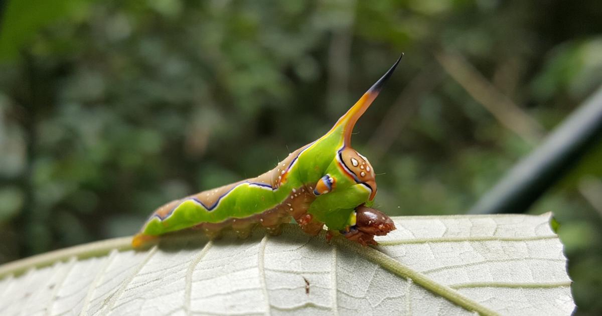 Rhuda #112419 - Biofaces - Bring Nature Closer