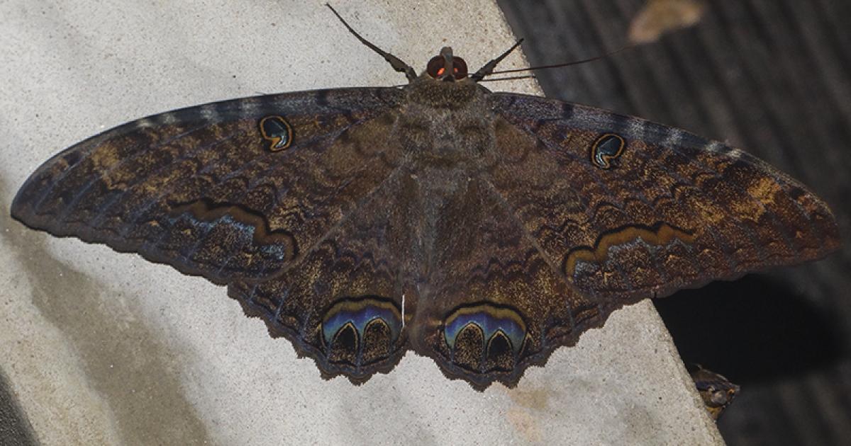 Mariposa-bruxa #112851 - Biofaces - Bring Nature Closer