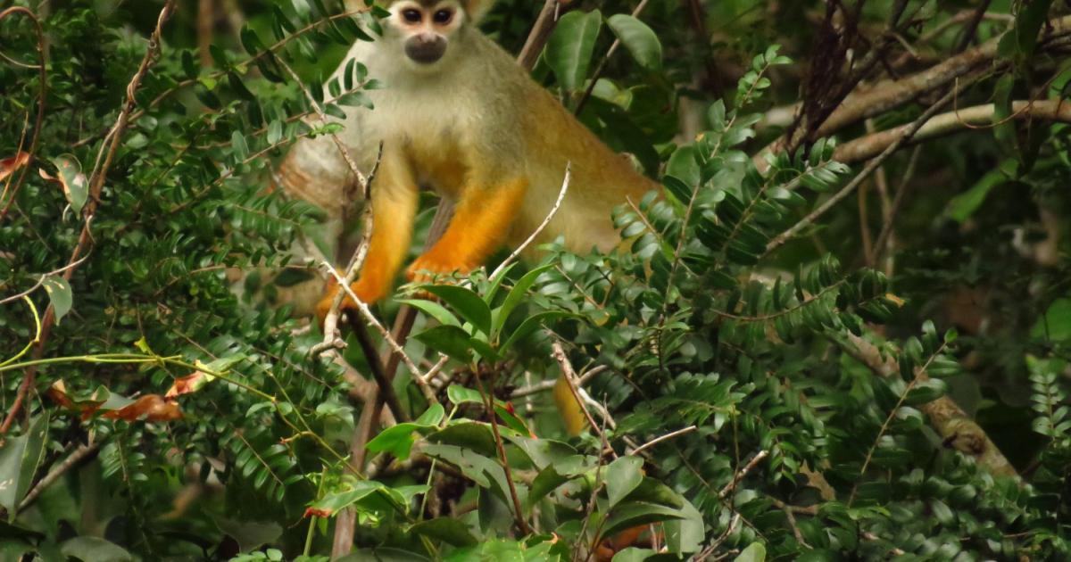 Macaco-mão-de-ouro #113248 - Biofaces - Bring Nature Closer