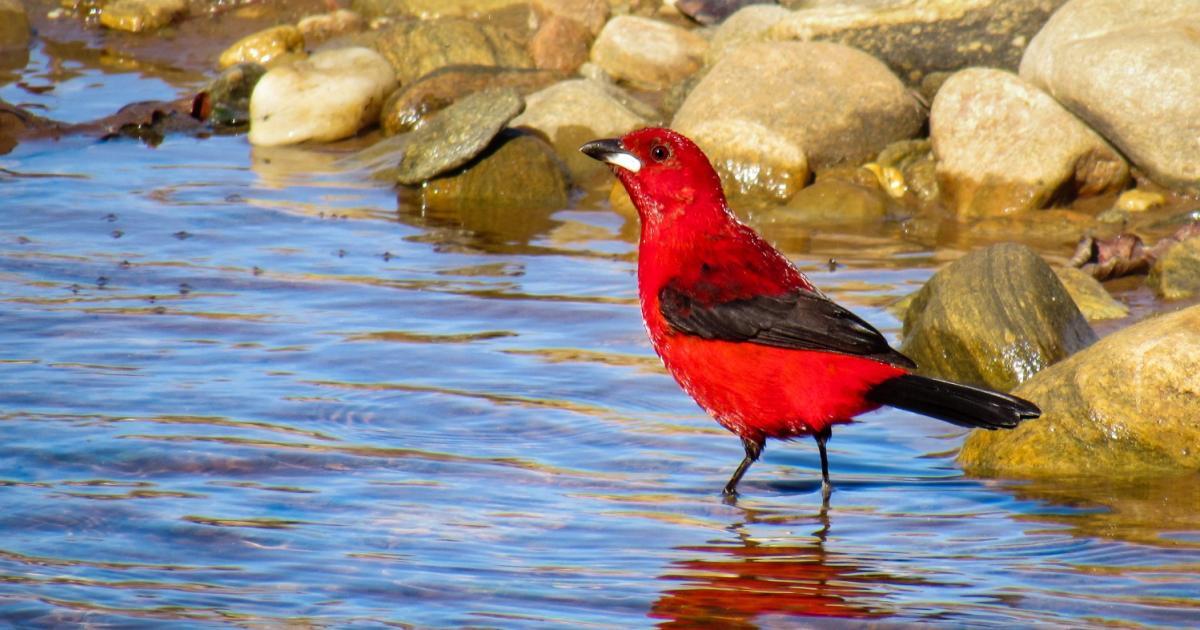 tiê-sangue #113313 - Biofaces - Bring Nature Closer