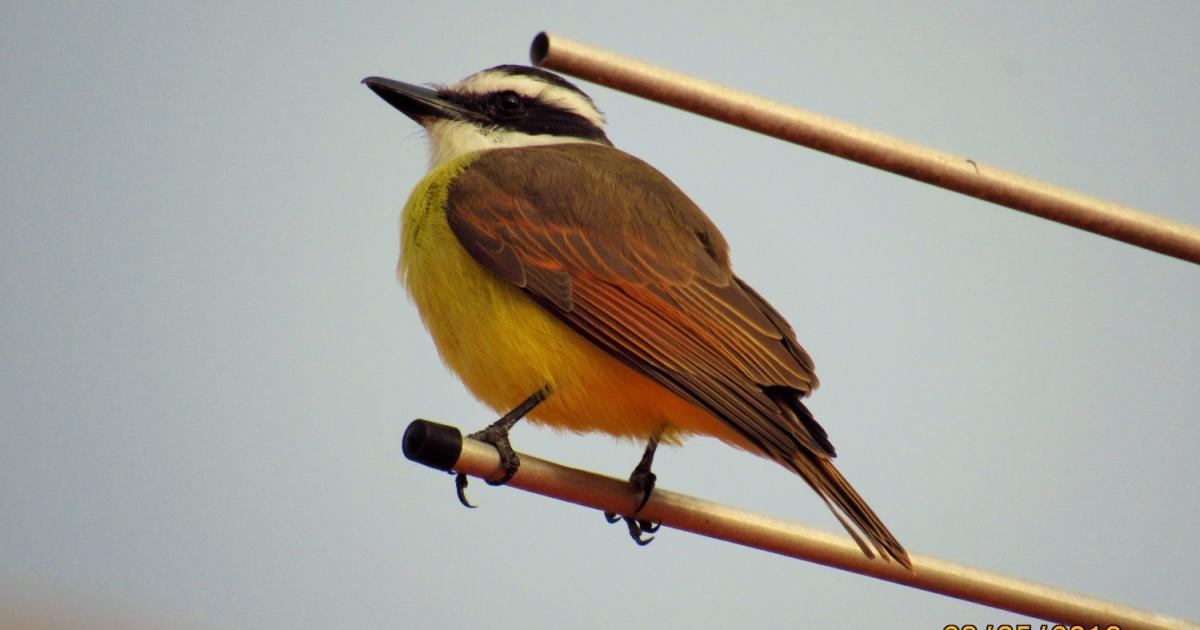 Bem-te-vi #113397 - Biofaces - Bring Nature Closer