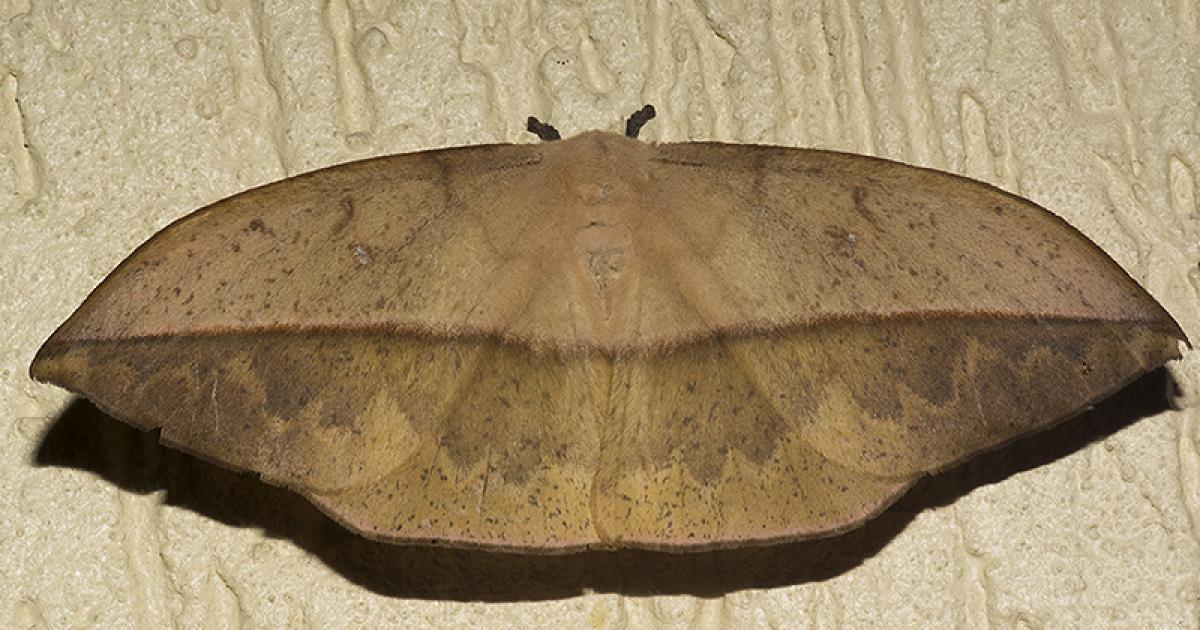 Lonomia #113482 - Biofaces - Bring Nature Closer