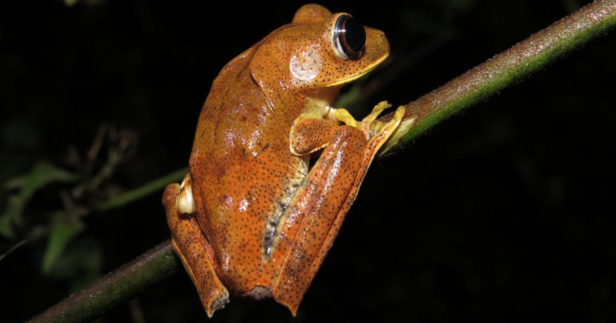 Boana #113483 - Biofaces - Bring Nature Closer