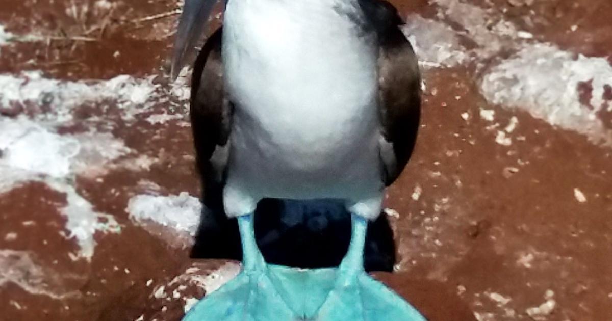 Atobá #113736 - Biofaces - Bring Nature Closer