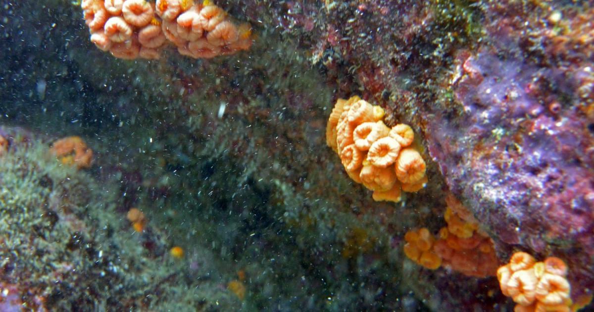 Coral-sol #114157 - Biofaces - Bring Nature Closer