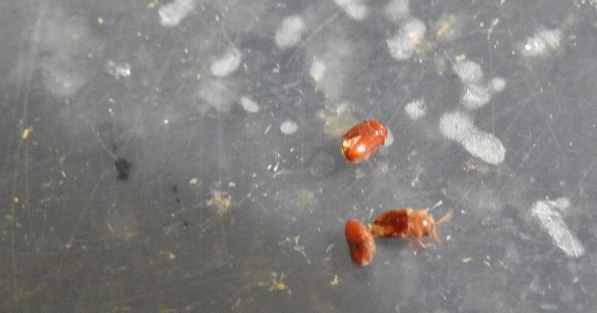 Lasioderma #114264 - Biofaces - Bring Nature Closer