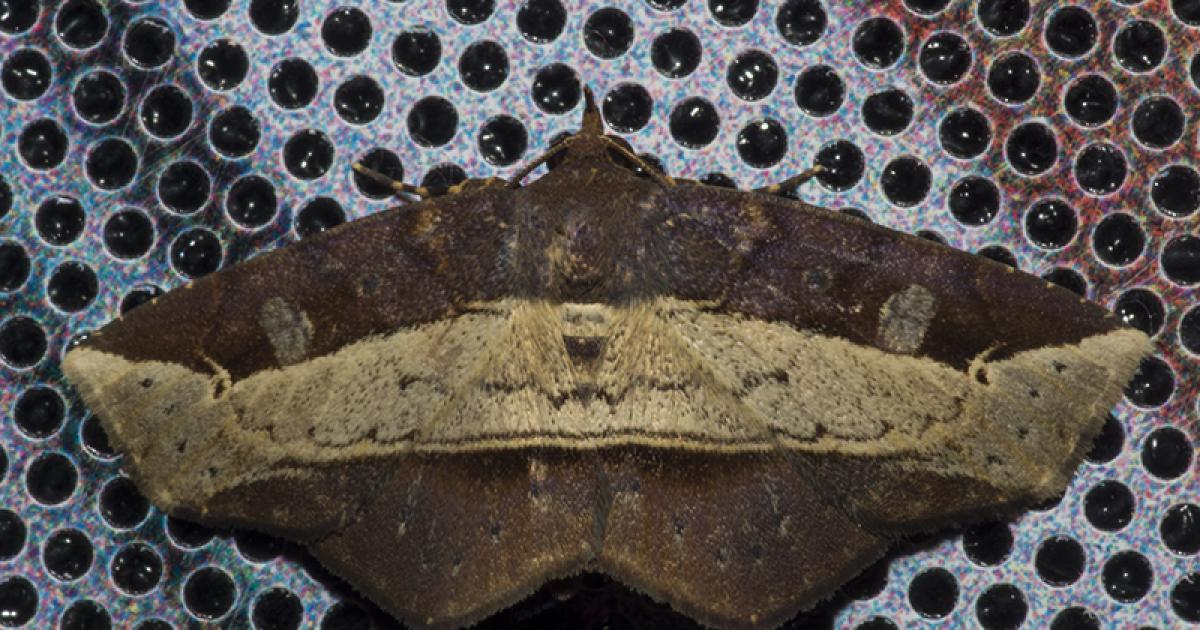 Azeta #115111 - Biofaces - Bring Nature Closer