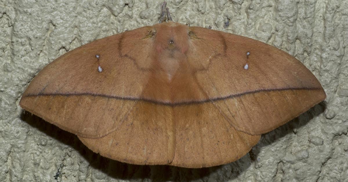 Lonomia #115394 - Biofaces - Bring Nature Closer