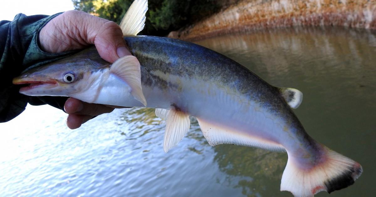 Mandubé, Boca-larga, Boca-de-Lua, Fidalgo, Palmito - Biofaces - Bring ...
