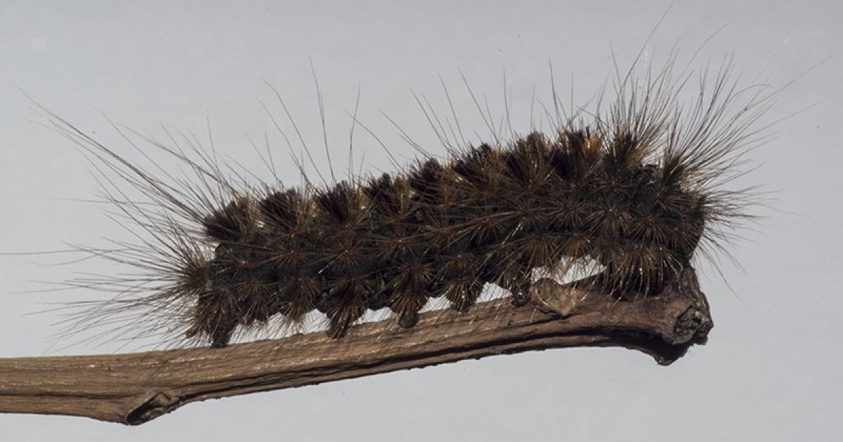 Paracles #115709 - Biofaces - Bring Nature Closer