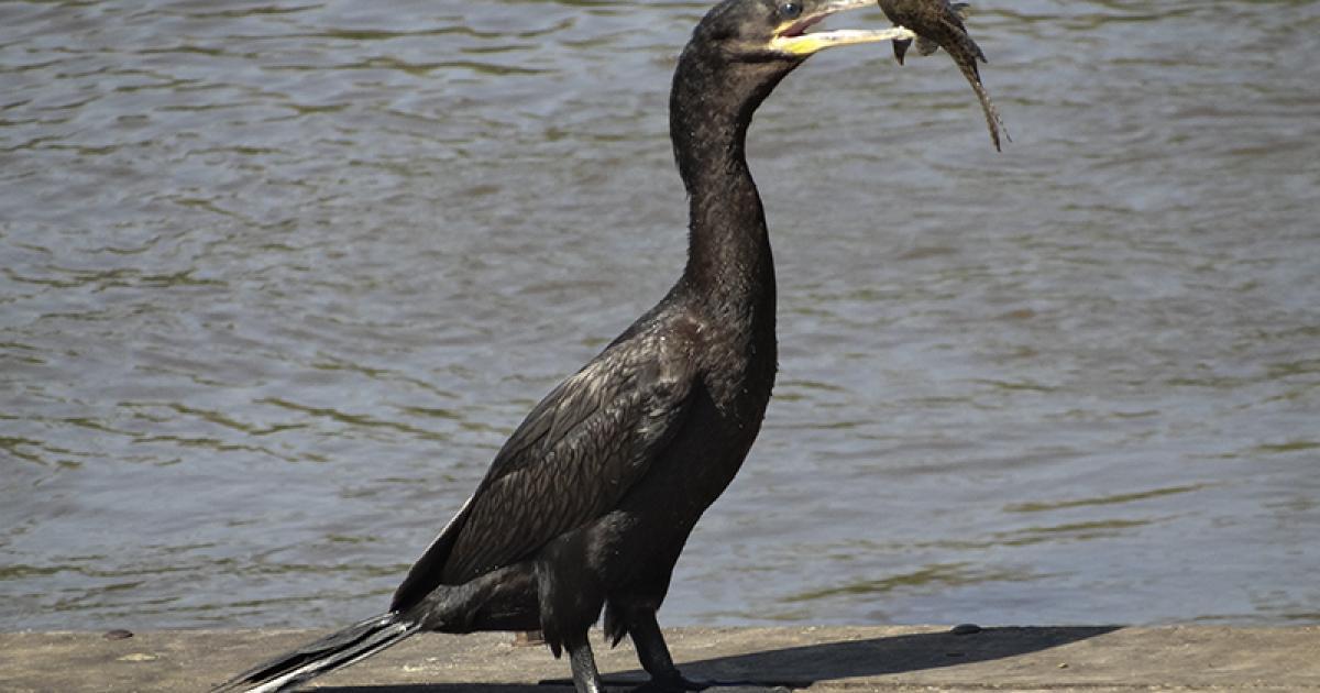 Biguá #115970 - Biofaces - Bring Nature Closer