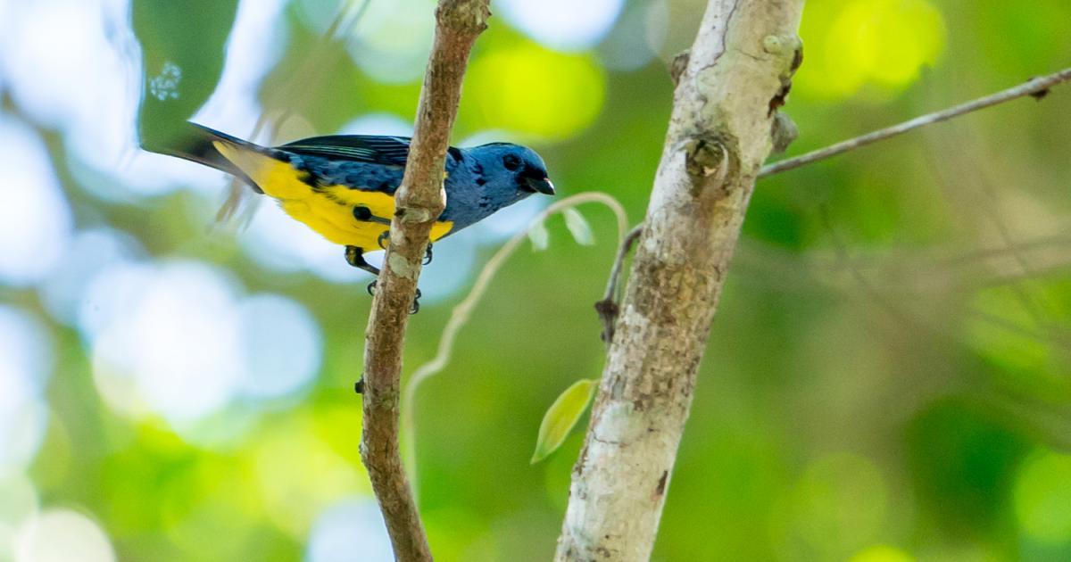 Tangara #116003 - Biofaces - Bring Nature Closer