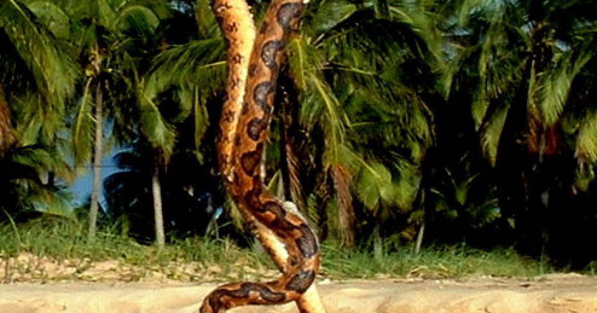 Serpente-olho-de-gato-anelada #116094 - Biofaces - Bring Nature Closer