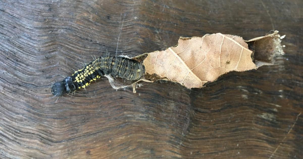 Lagarta-saia-justa #116647 - Biofaces - Bring Nature Closer