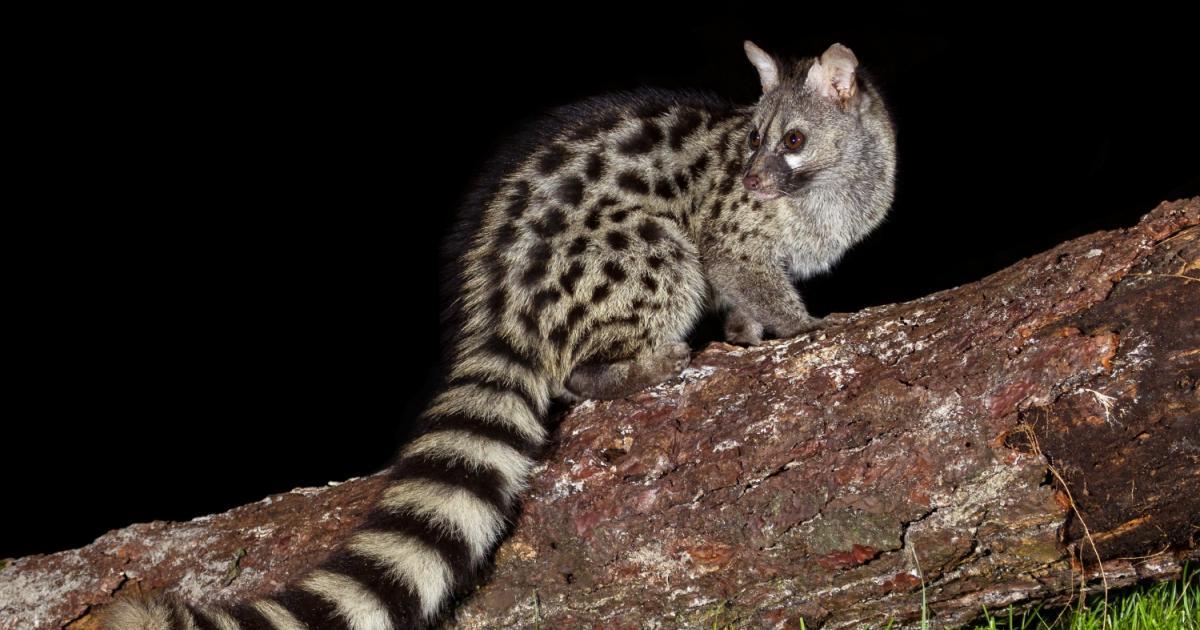 Gineta, #117127 - Biofaces - Bring Nature Closer