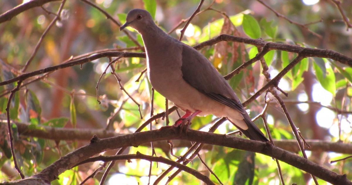 Juriti-pupu #117305 - Biofaces - Bring Nature Closer