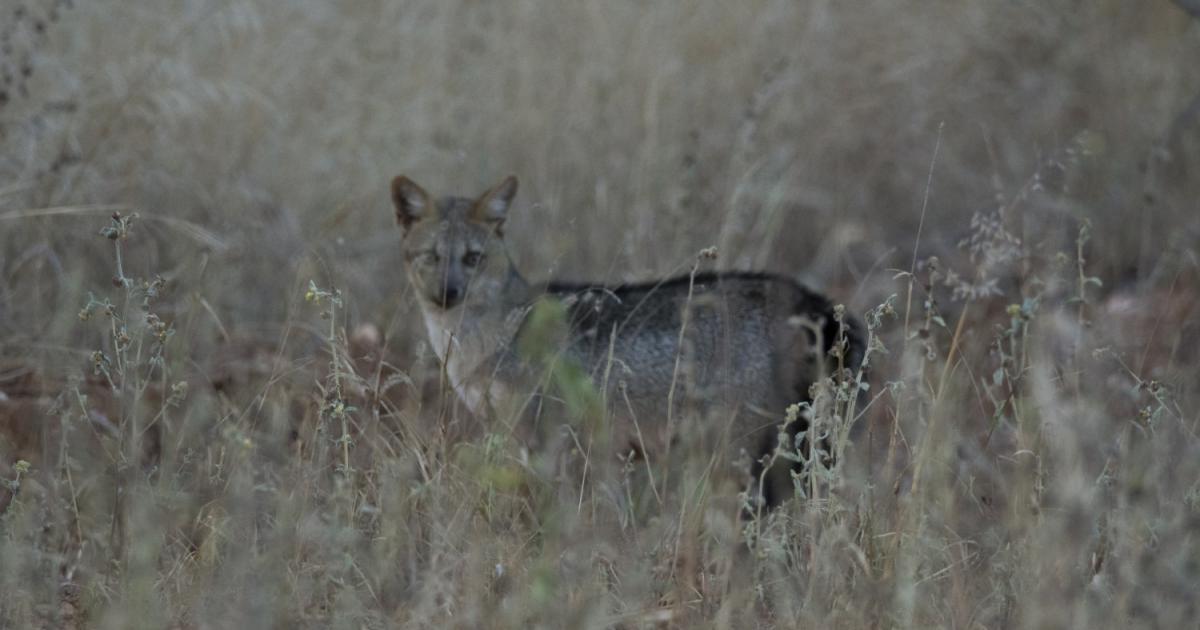 CACHORRO-DO-MATO #117388 - Biofaces - Bring Nature Closer