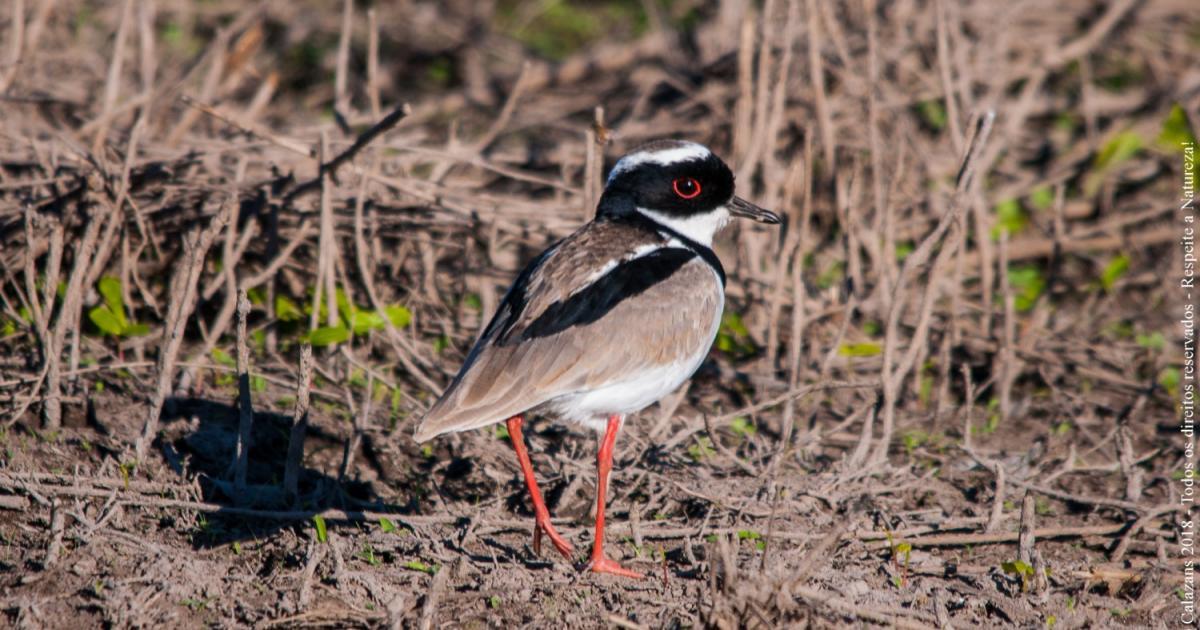 Mexeriqueira #117999 - Biofaces - Bring Nature Closer