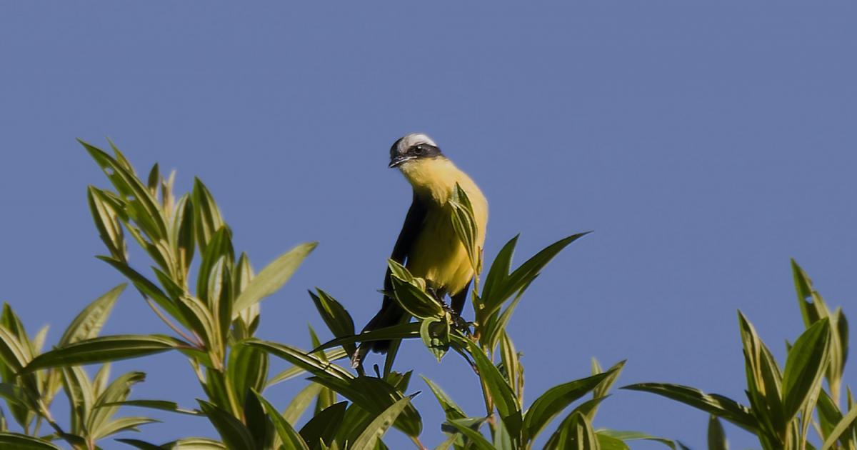 Bem-te-vi #118165 - Biofaces - Bring Nature Closer