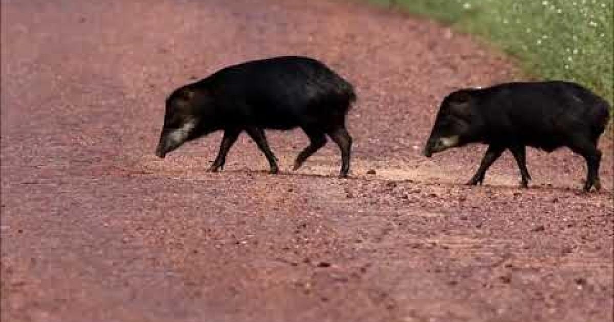 Queixada #118281 - Biofaces - Bring Nature Closer