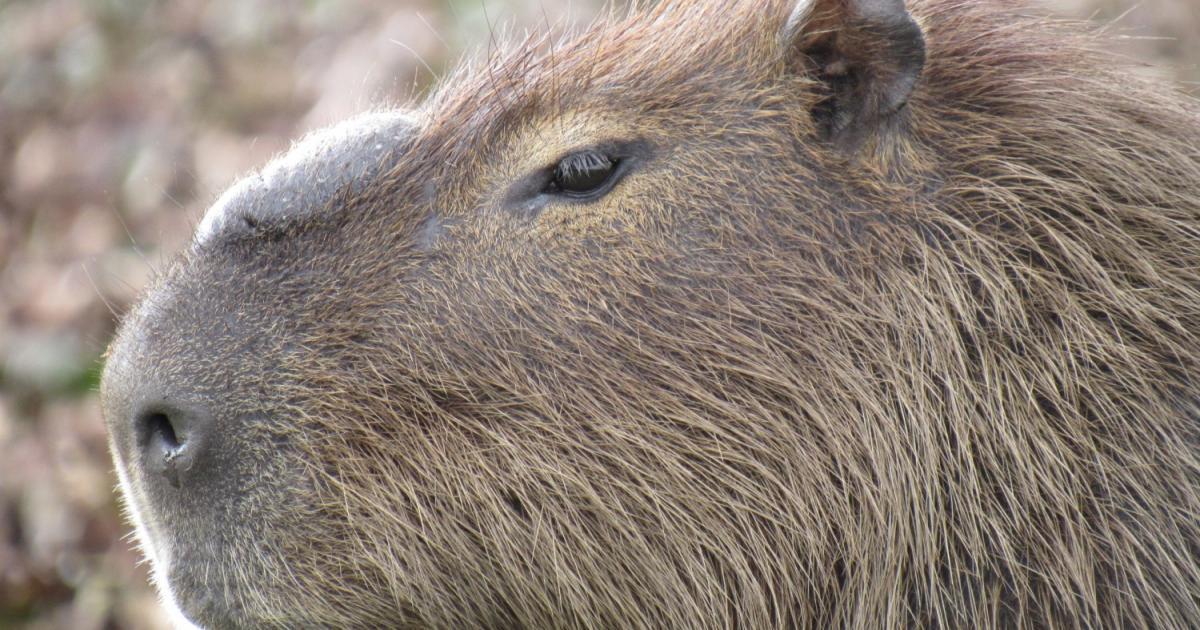 Capivara #118607 - Biofaces - Bring Nature Closer