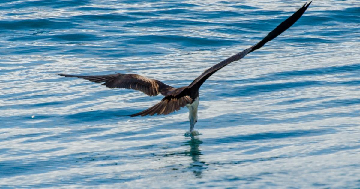 Tesourão #118828 - Biofaces - Bring Nature Closer