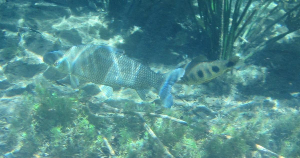 Prochilodus #118945 - Biofaces - Bring Nature Closer