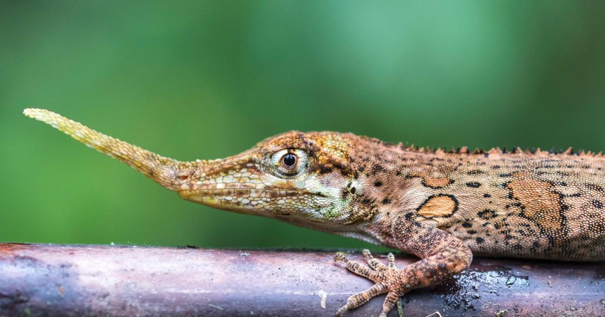 Pinocchio #119096 - Biofaces - Bring Nature Closer