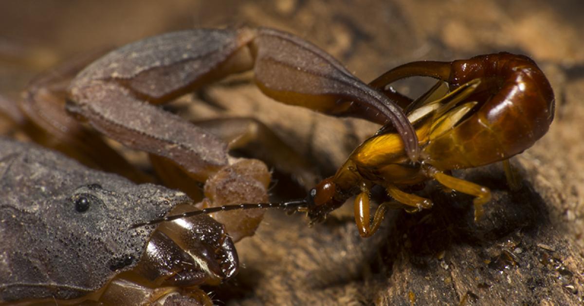 Duelo #119272 - Biofaces - Bring Nature Closer