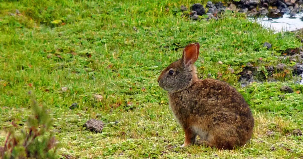 Tapiti #119398 - Biofaces - Bring Nature Closer