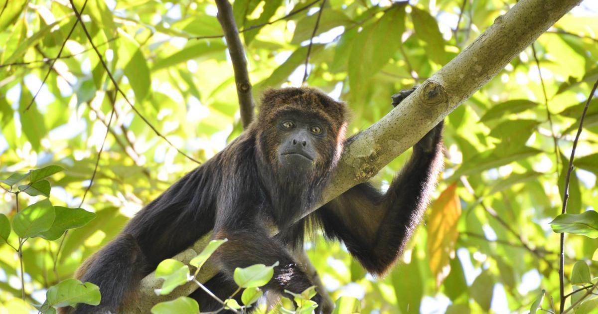 Bugio #119567 - Biofaces - Bring Nature Closer