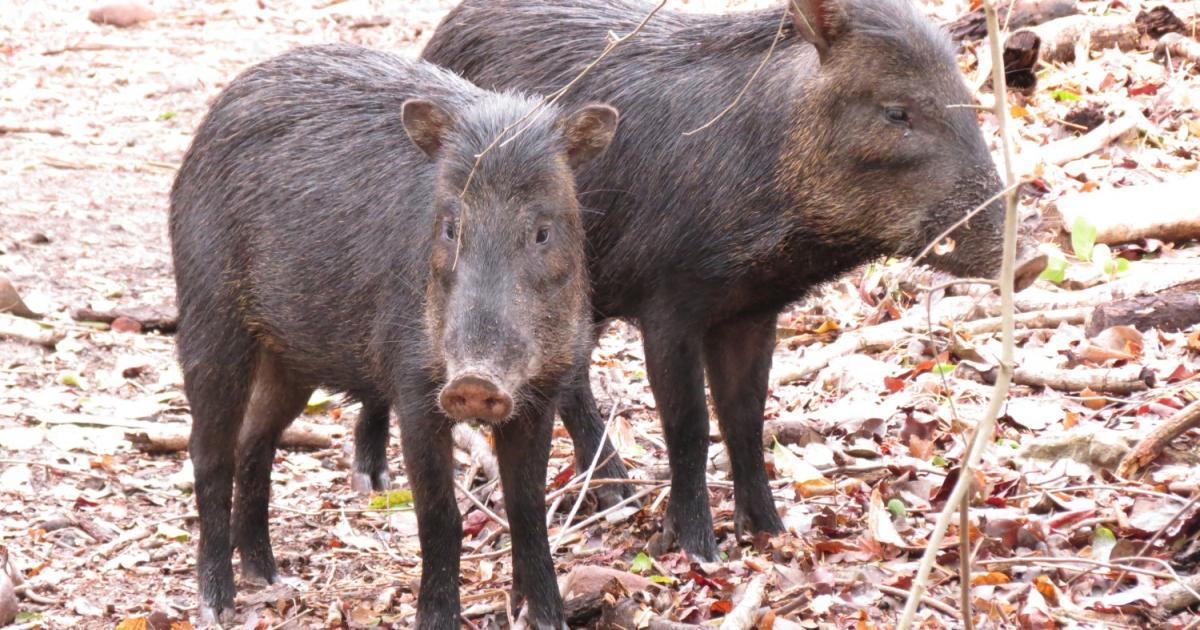 Caititu #119572 - Biofaces - Bring Nature Closer