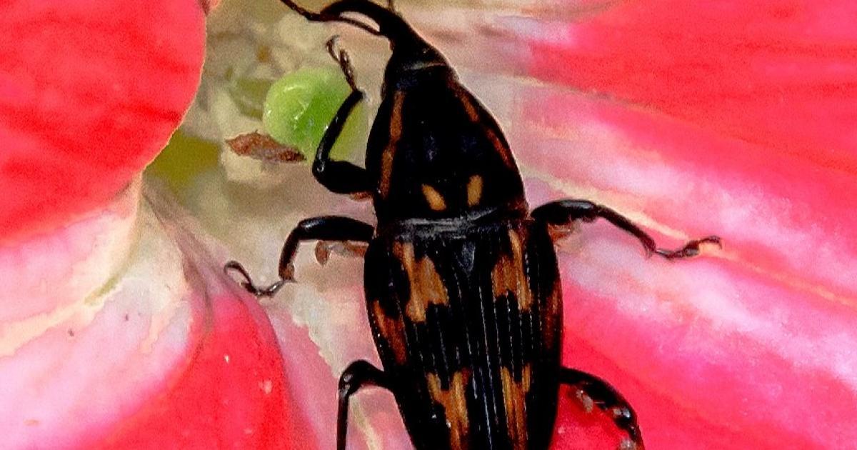 Metamasius #119604 - Biofaces - Bring Nature Closer