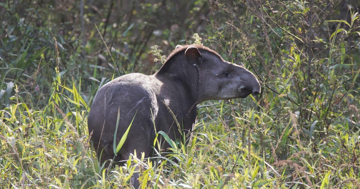 Anta #119704 - Biofaces - Bring Nature Closer