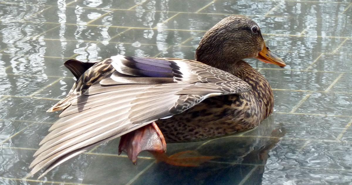 Pato-real #119761 - Biofaces - Bring Nature Closer