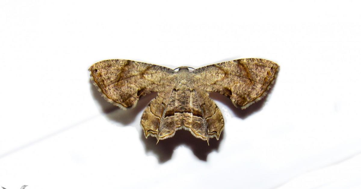 Epiplema #119954 - Biofaces - Bring Nature Closer