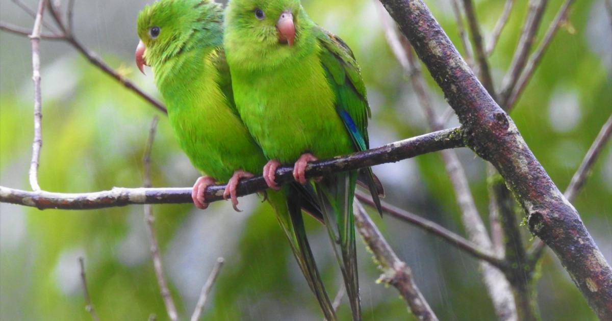 Periquito-rico #120357 - Biofaces - Bring Nature Closer